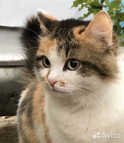 Кошка Осень и ее дочка