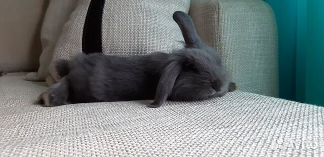 Кроллик декоративный