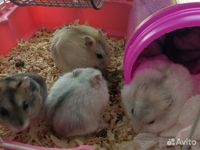 Хомячок джунгарский