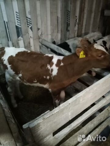 Бычки сименталы возраст три месяца