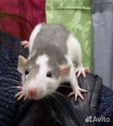 Грызуны опт и розница