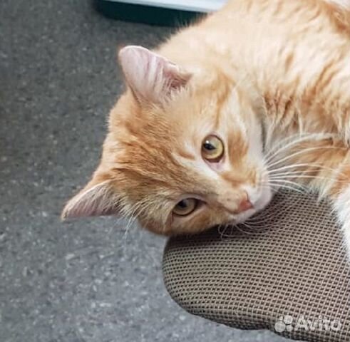 Рыжий котик в доме - к счастью )