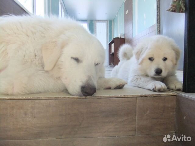 Продается щенок Пиренейской горной собаки