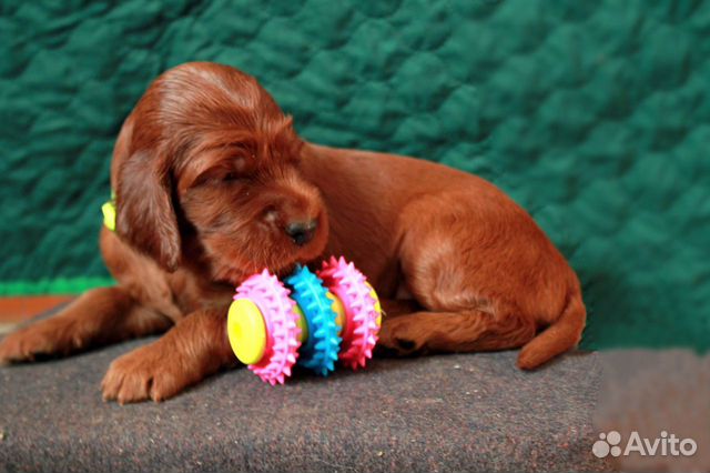 Щеночки Ирландского сеттера «Контарио Оде»