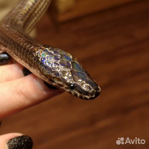 Лучистая змея