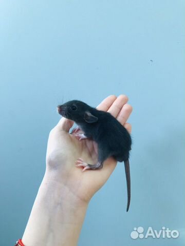 Крысы, крысята дамбо. Черные соболи