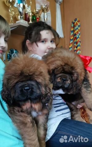 Тибетский мастиф щенки