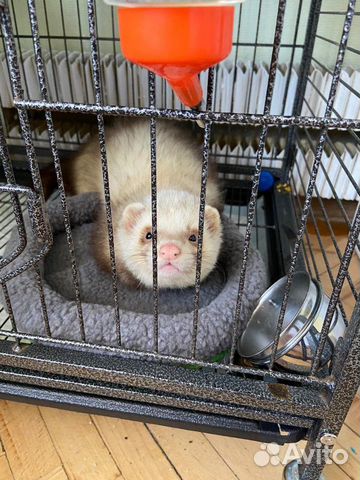 Самец Хорёк