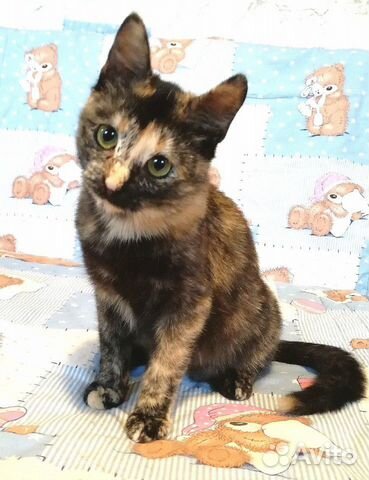 Малышка Кнопочка в добрые руки