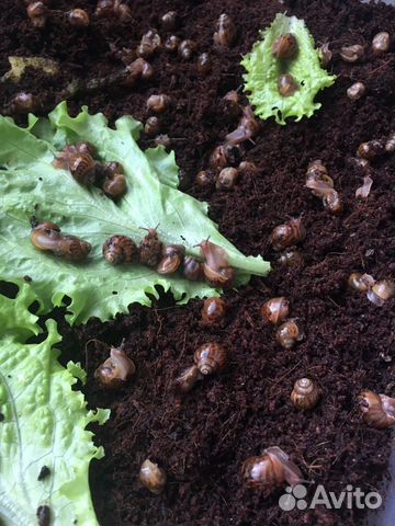 Домашние питомцы. Улитки