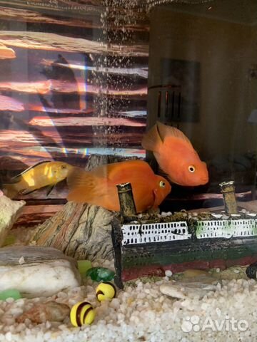 Рыбки-попугаи Red Parrot