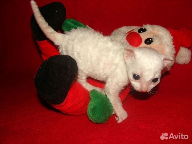 Малыш ищет вас