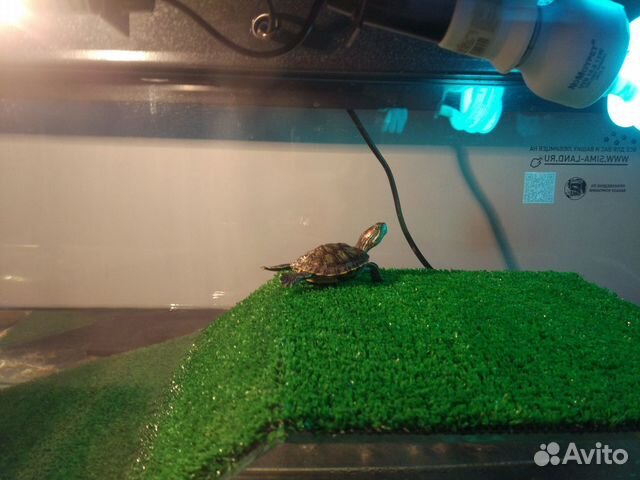Аквариум (террариум) с красноухой черепахой