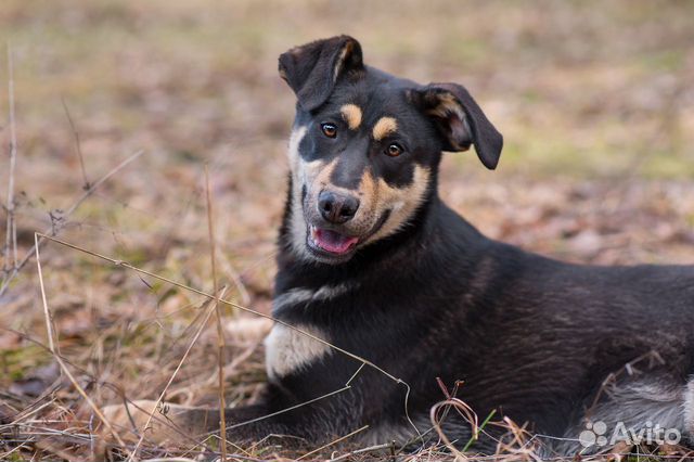 Чудесная девочка Глория ищет дом