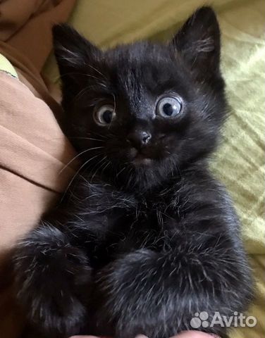 Черный котенок мальчик