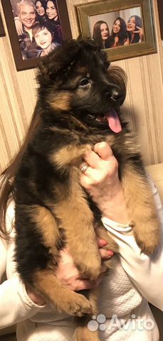 Щенок немецкая овчарка