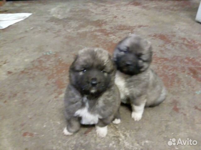 Щенки Кавказской овчарки