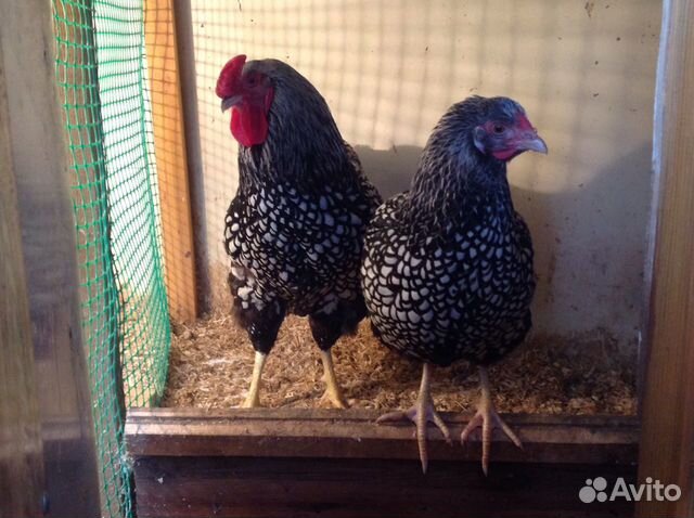 Цыплята породы виандот серебро стандарт