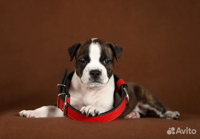 Щенок амстаффа - шикарный тигр