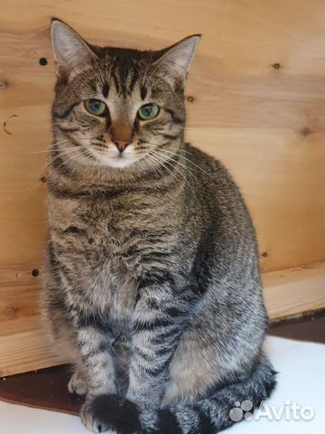 Подарите Абигаль дом