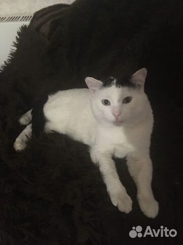 Эгейский котик