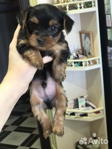 Йоркширский терьер