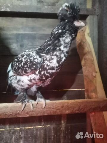 Павловское серебро-семья