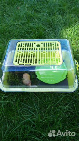 Улитка Ахатина. Готовый подарок