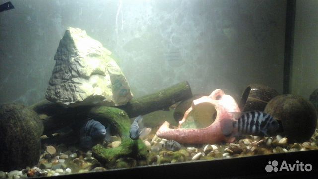 Цихлазома чернополосая