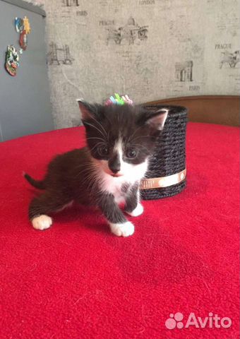 Котенок мальчик 1.5 мес