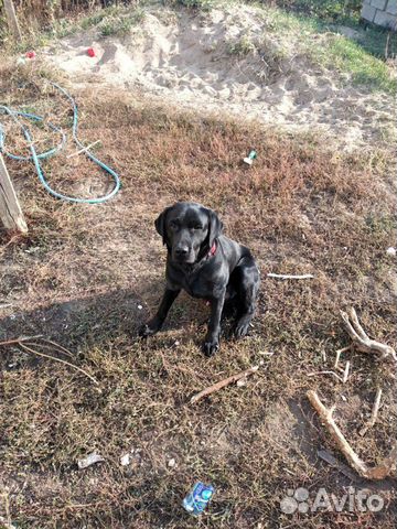 Приглашает на вязку Лабрадор