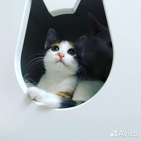 Кото ребёнок