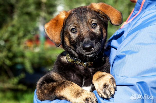 Будущий охранник и друг