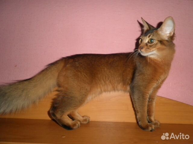 Котята сомали