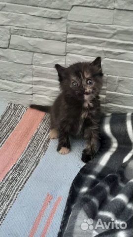 Очаровательный котенок-Домовенок в дар