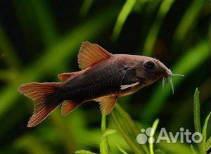 Черные сомики и голубые скалярии