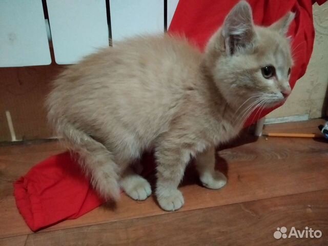 Котенка рыжего отдаём с доставкой