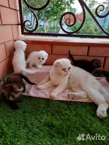 Котят в добрые руки