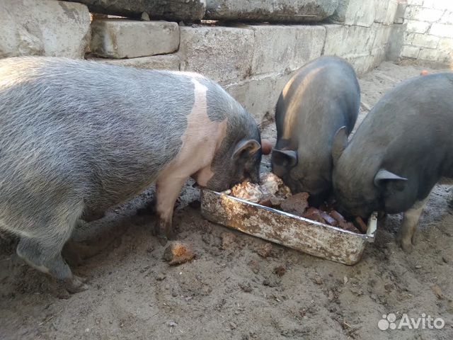 Вьетнамские свиньи