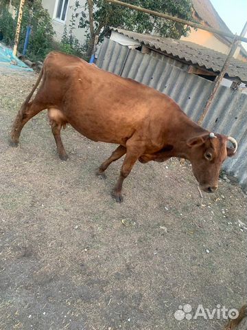 Корова дойная