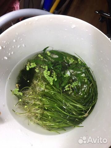 Аквариумные растения прополка