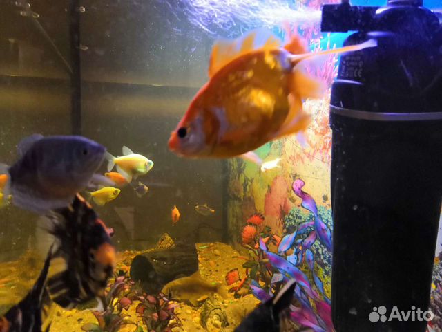 Золотая рыбка