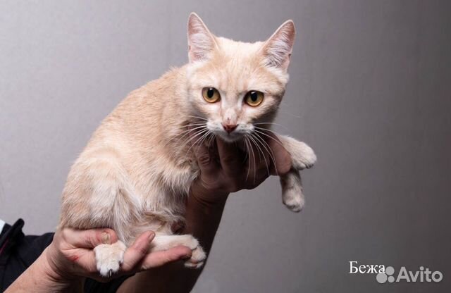 Пятеро котят ищут хозяев. В хорошие руки