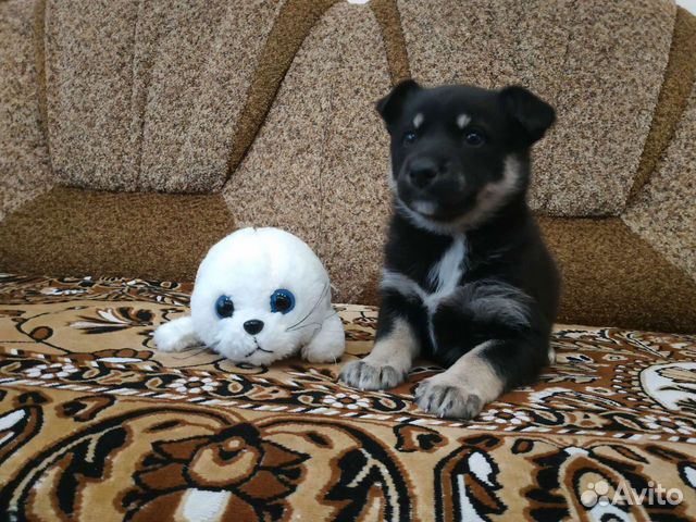 Гибрид хаски и лобрадора