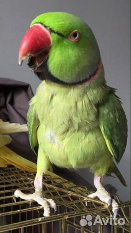 Попугай ожереловый Гоша