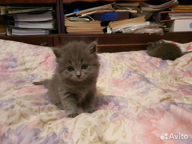 Котята Британские