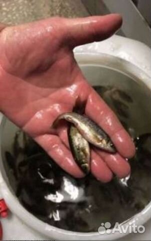 Живец гольян, карасик