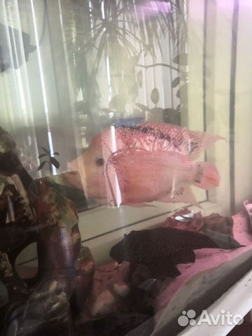 Флаверн хорн