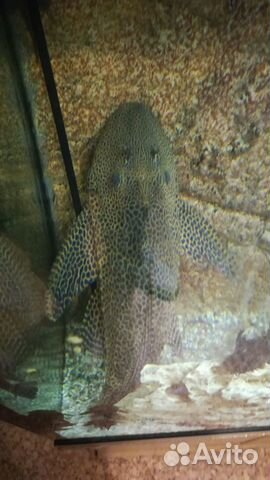 Птеригоплихт