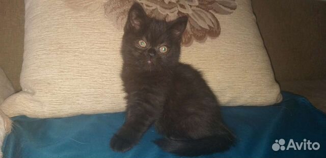 Котенок штландец